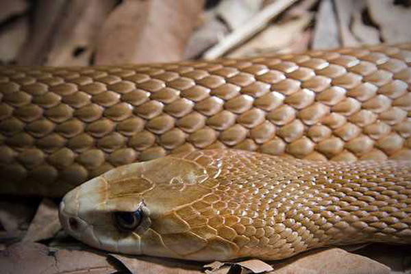 Дэлхийн хамгийн аюултай арван амьтан