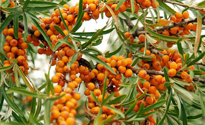 Туулай тэжээснээр саяар тоологдох ашиг олно