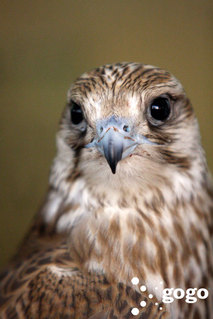 "Шонхор" Монголчуудын бахархал боллоо