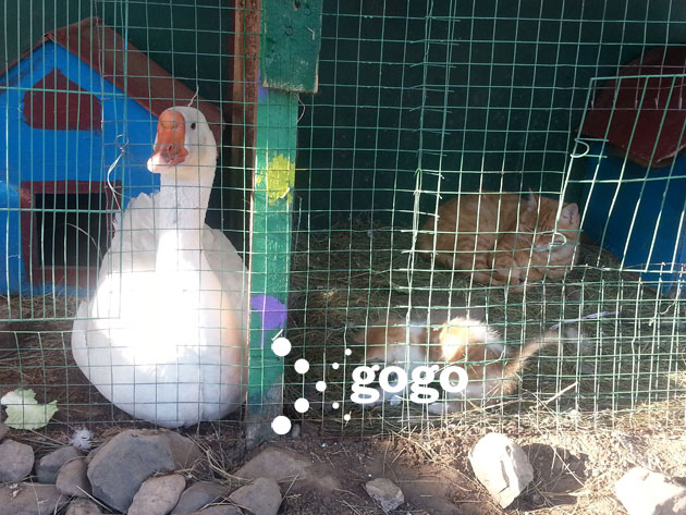 Амьтад хүн шиг л хоол голдог