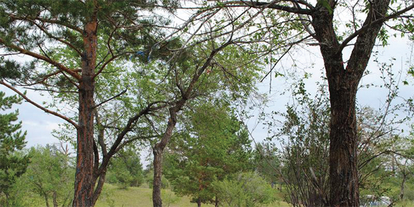 “Ээж мод”-оо дээдэлж биш боомилж хүслээ гүйцээгчид