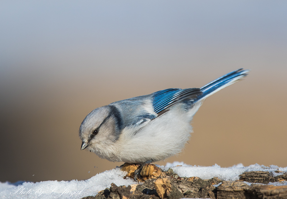Фото тэмдэглэл: Голын шугуйн шувууд