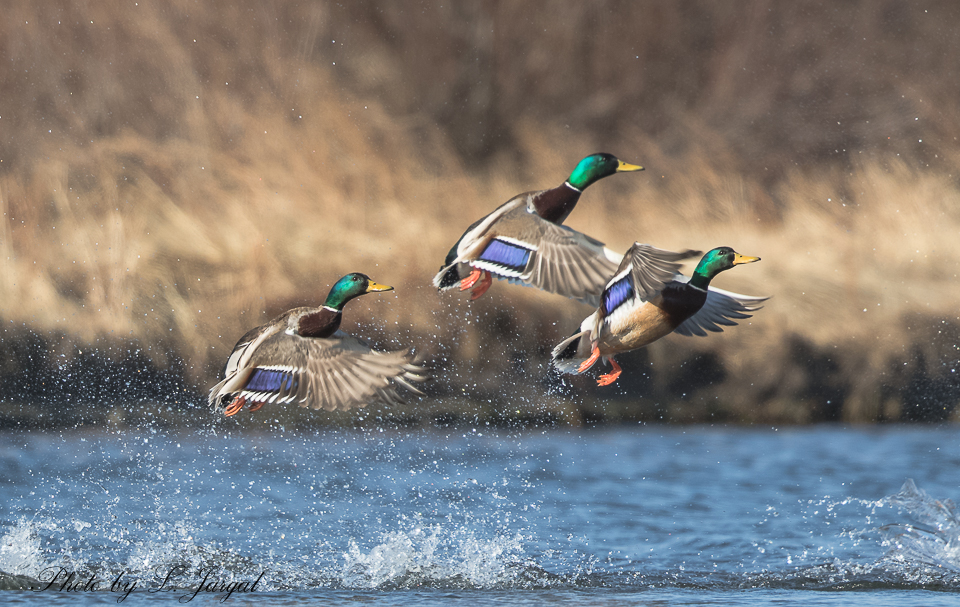 Фото тэмдэглэл: Монгол орны нугаснууд