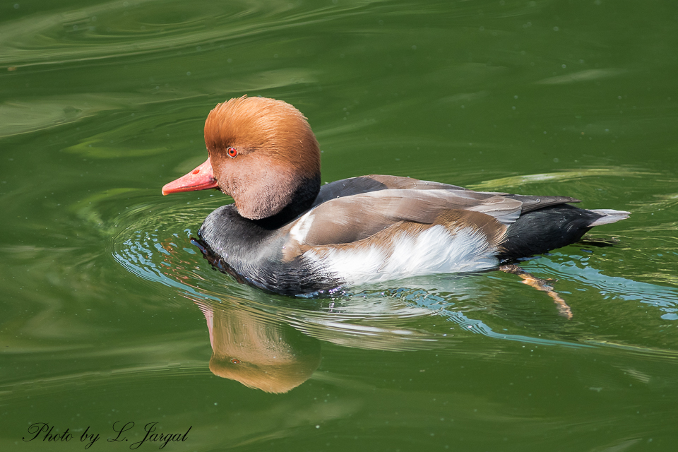 Photo Tour: Duck species in Mongolia