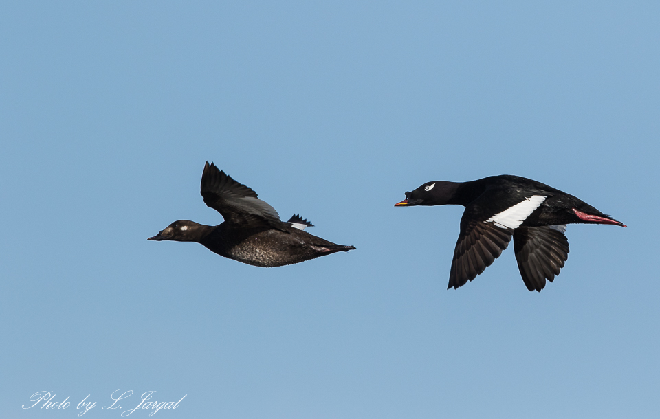 Photo Tour: Duck species in Mongolia