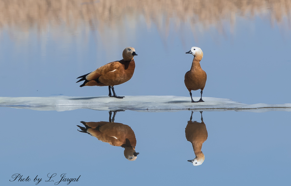 Photo Tour: Duck species in Mongolia