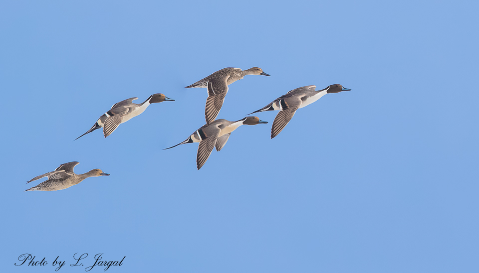 Photo Tour: Duck species in Mongolia