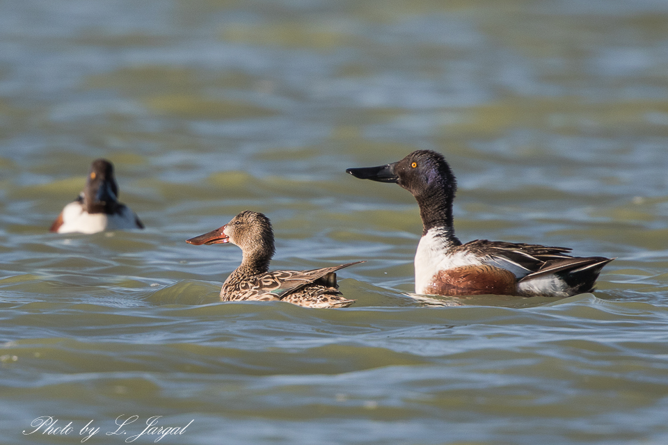 Photo Tour: Duck species in Mongolia