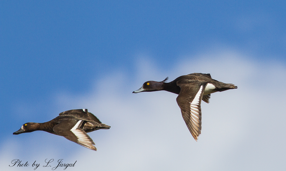 Photo Tour: Duck species in Mongolia