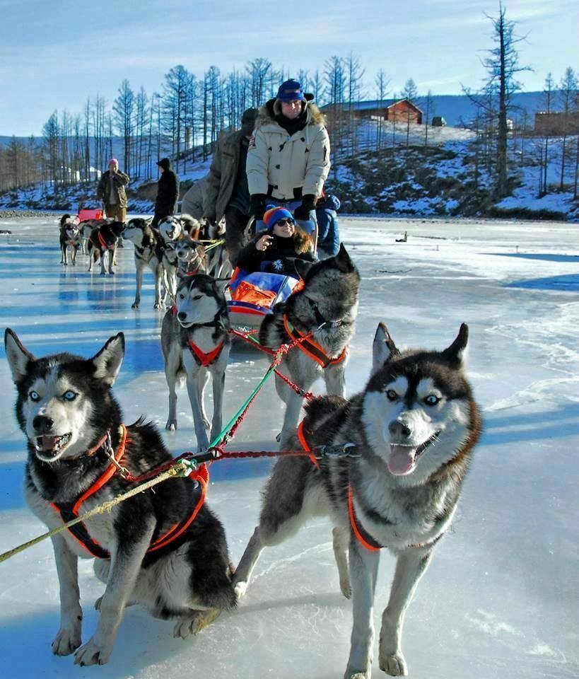 TRY DOG SLEDDING - IT'S AWESOME WINTER FUN!