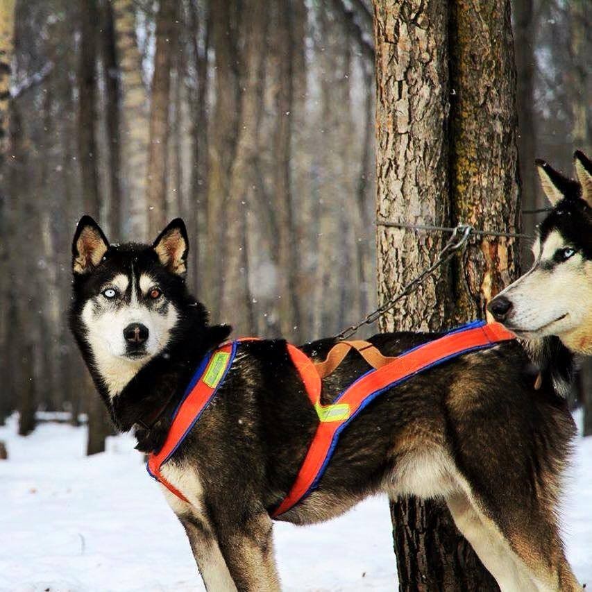 TRY DOG SLEDDING - IT'S AWESOME WINTER FUN!