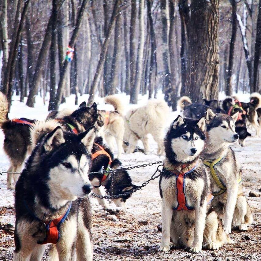 TRY DOG SLEDDING - IT'S AWESOME WINTER FUN!