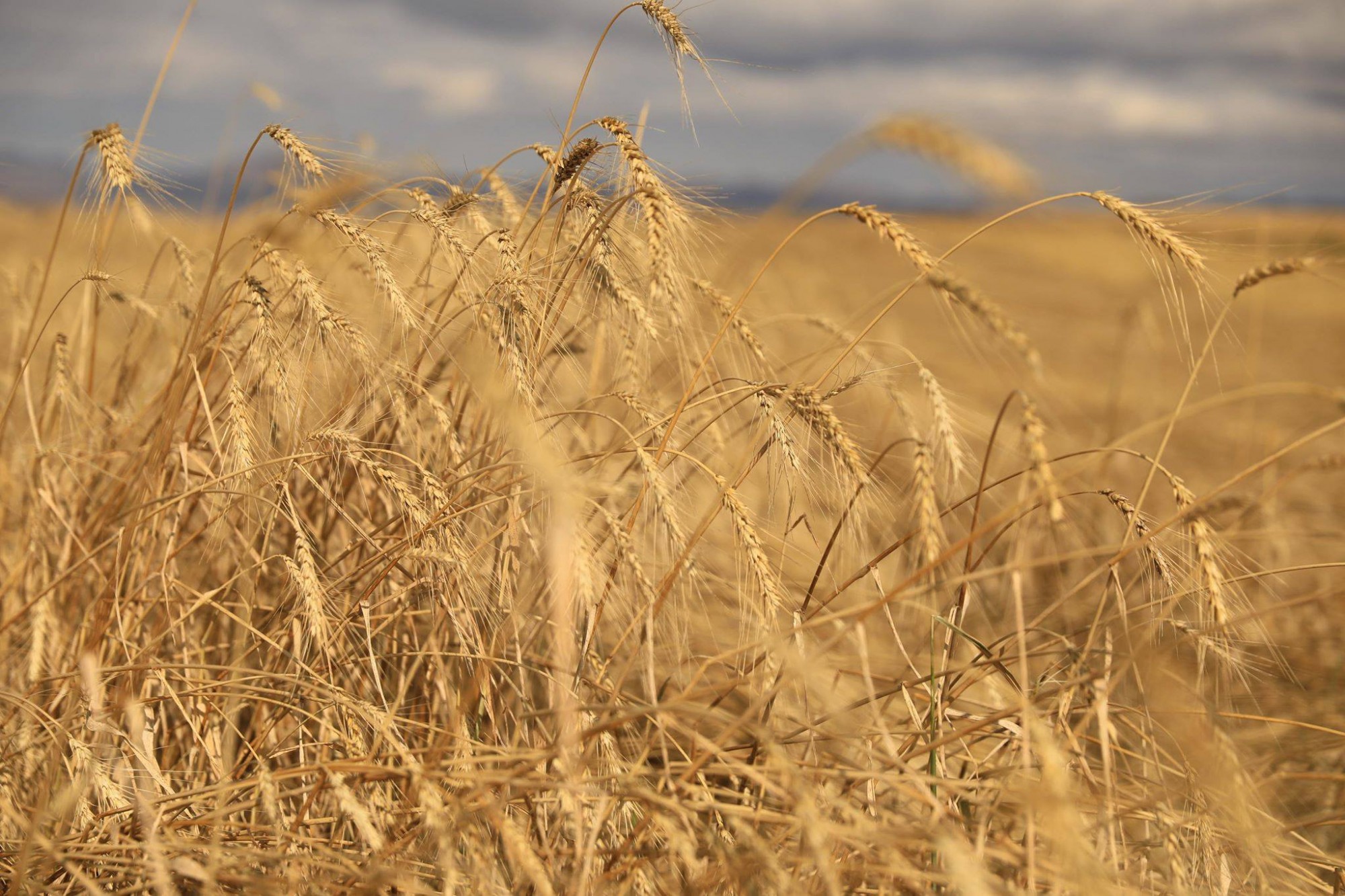 Eрөнхий сайд У Хүрэлсүх тариалангийн бүс нутагт ажиллаж байна