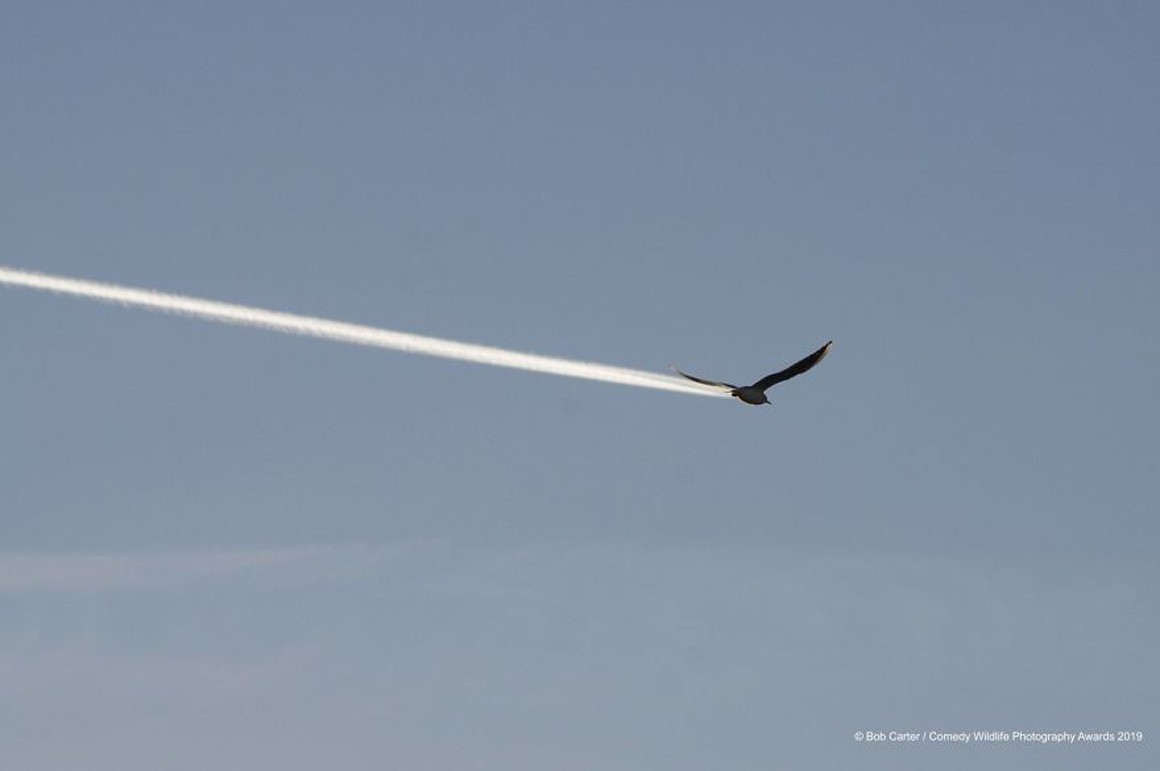 ФОТО Зэрлэг амьтдын хөгжилтэй мөч