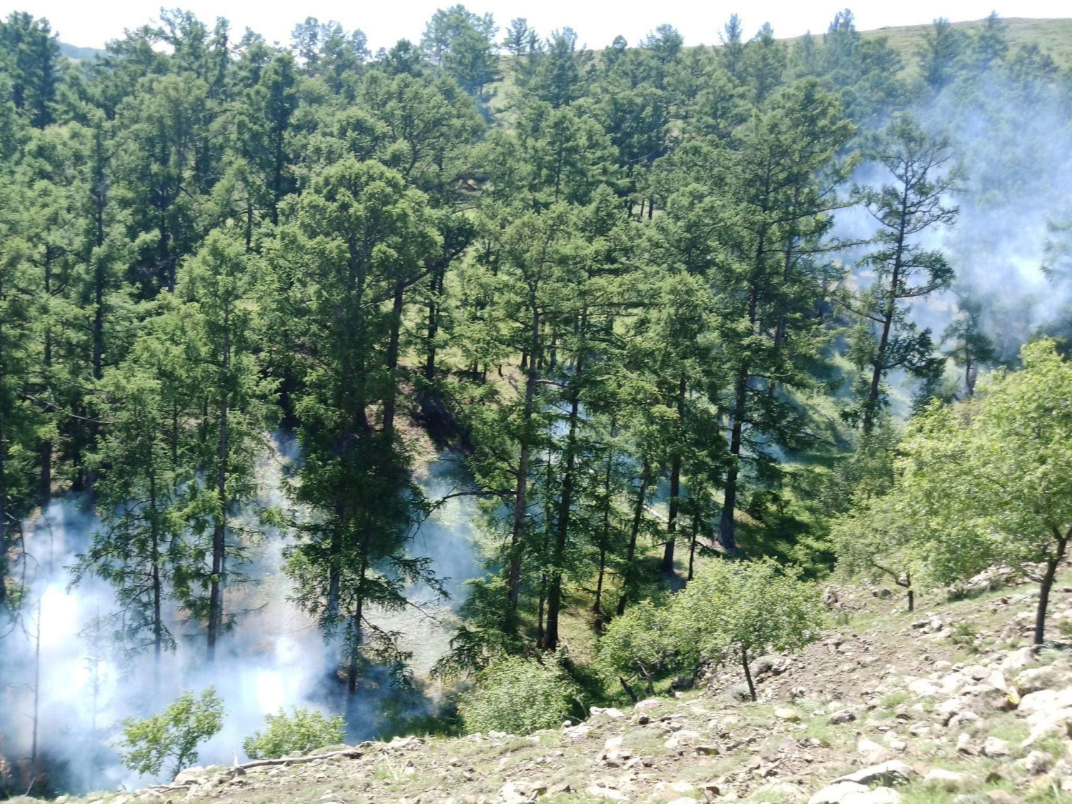 Энэ жил 13 тэрбум төгрөгийг ойн хөнөөлт шавжтай тэмцэхэд зарцуулна