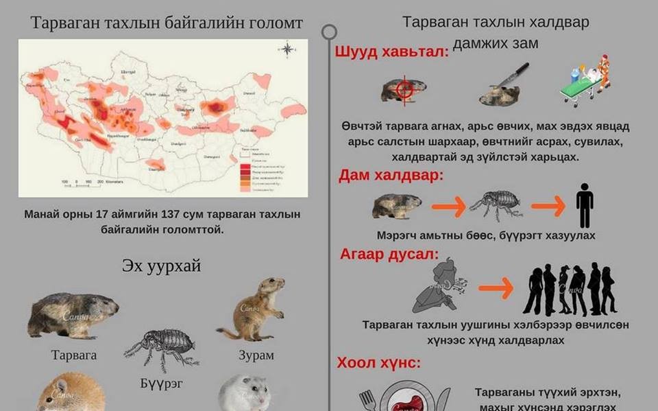 Баян Өлгий аймагт тарваган тахал гарч нэг гэр бүлийн хоёр иргэн нас баржээ