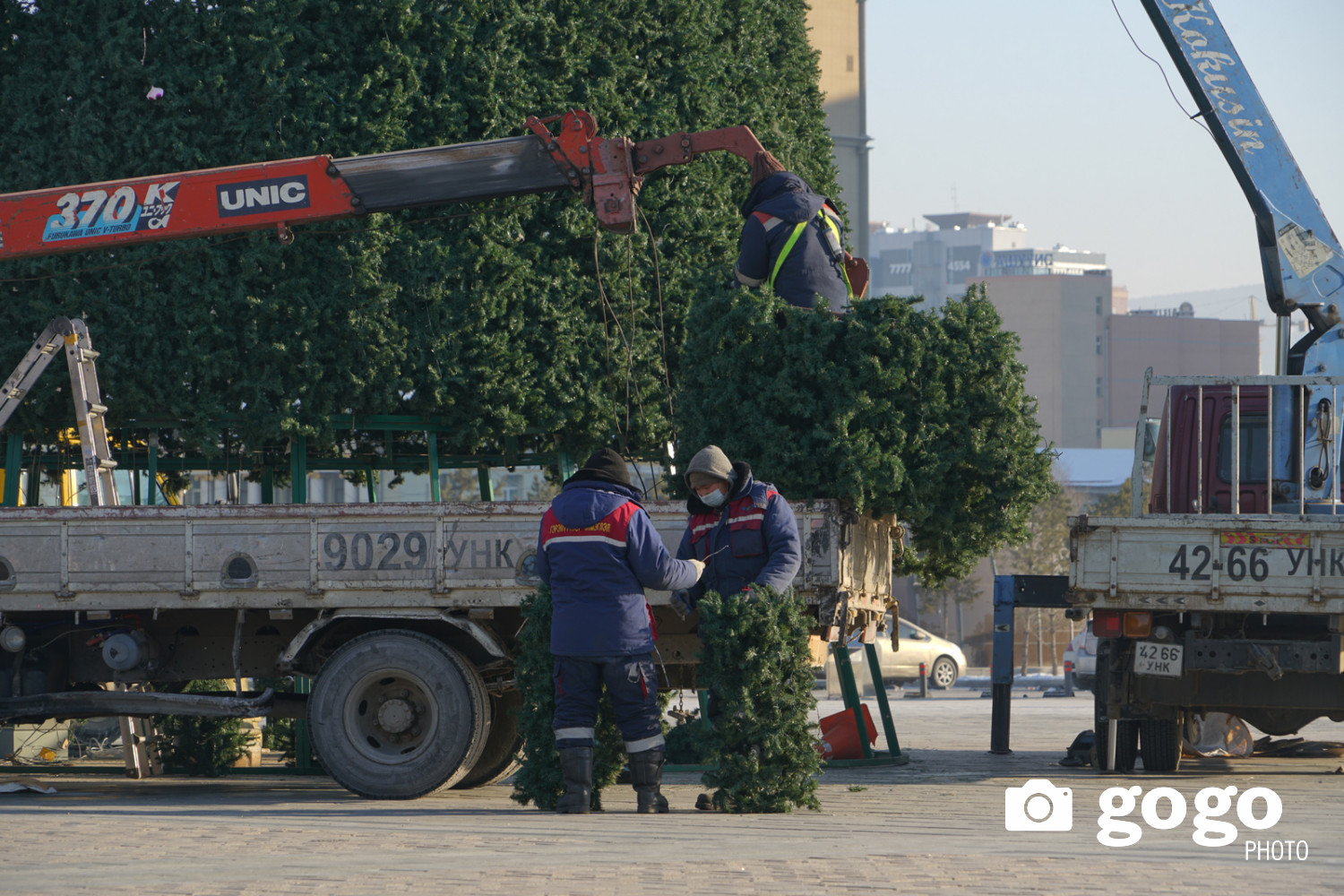 ФОТО: Төв талбайн сүлд модыг засаж байна