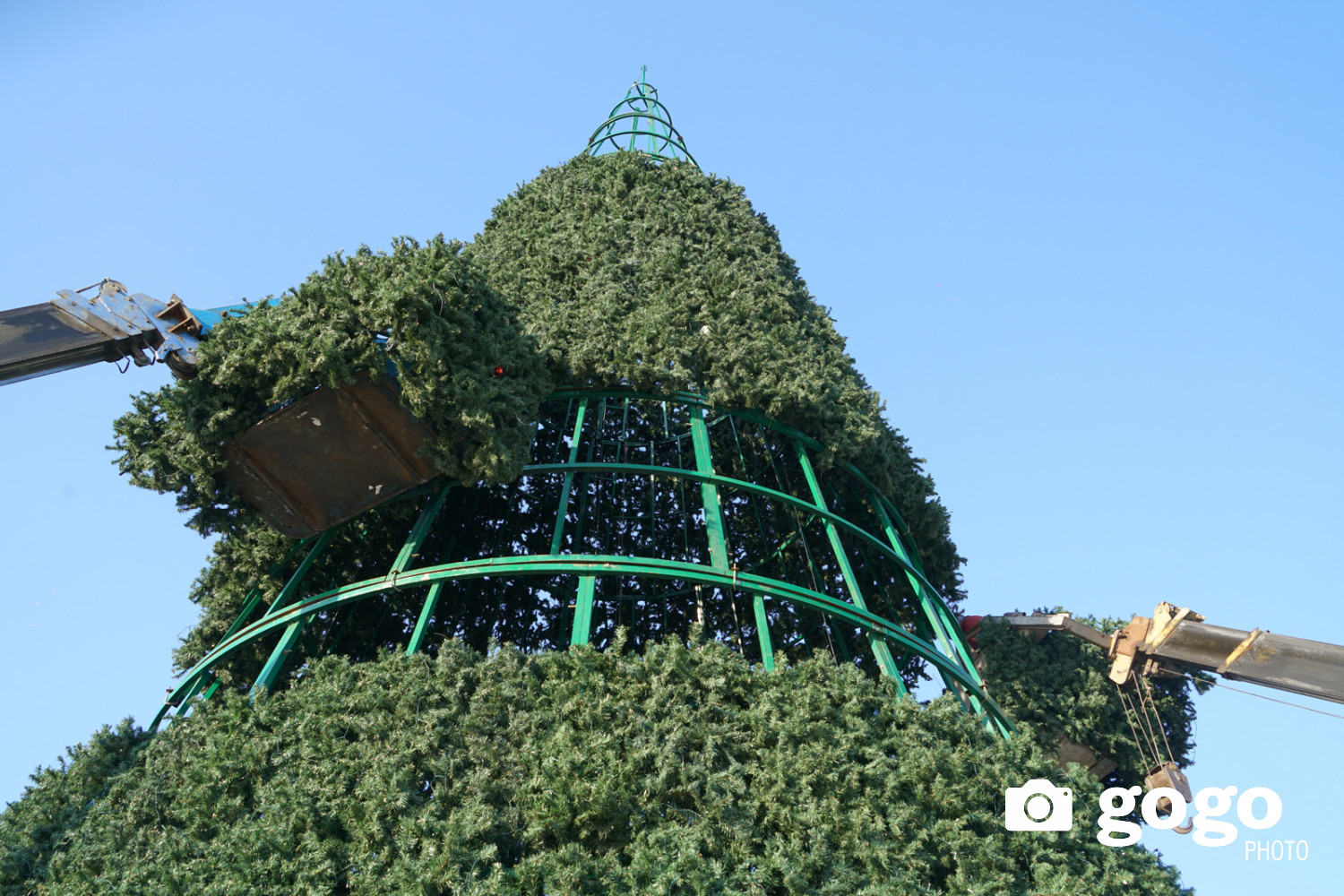 ФОТО: Төв талбайн сүлд модыг засаж байна