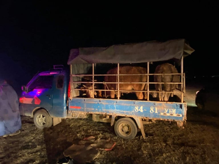 Малын хулгай хийдэг бүлэг этгээдүүдийг үйлдэл дээр нь баривчилжээ