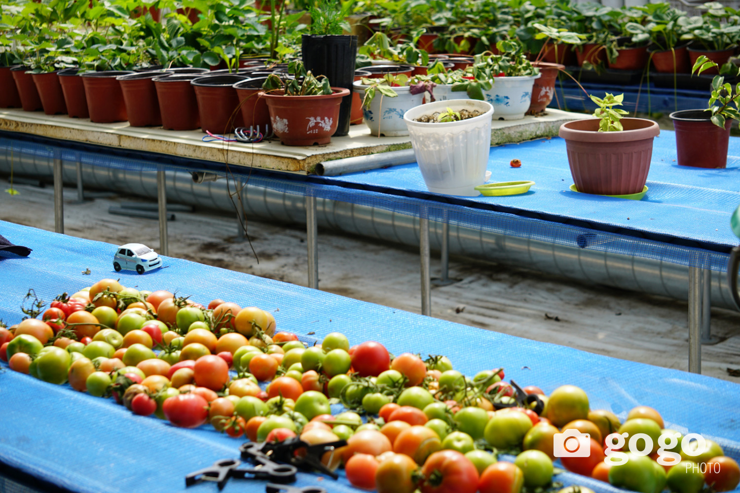 ФОТО: Нарны хавтангаар ажилладаг ухаалаг хүлэмж