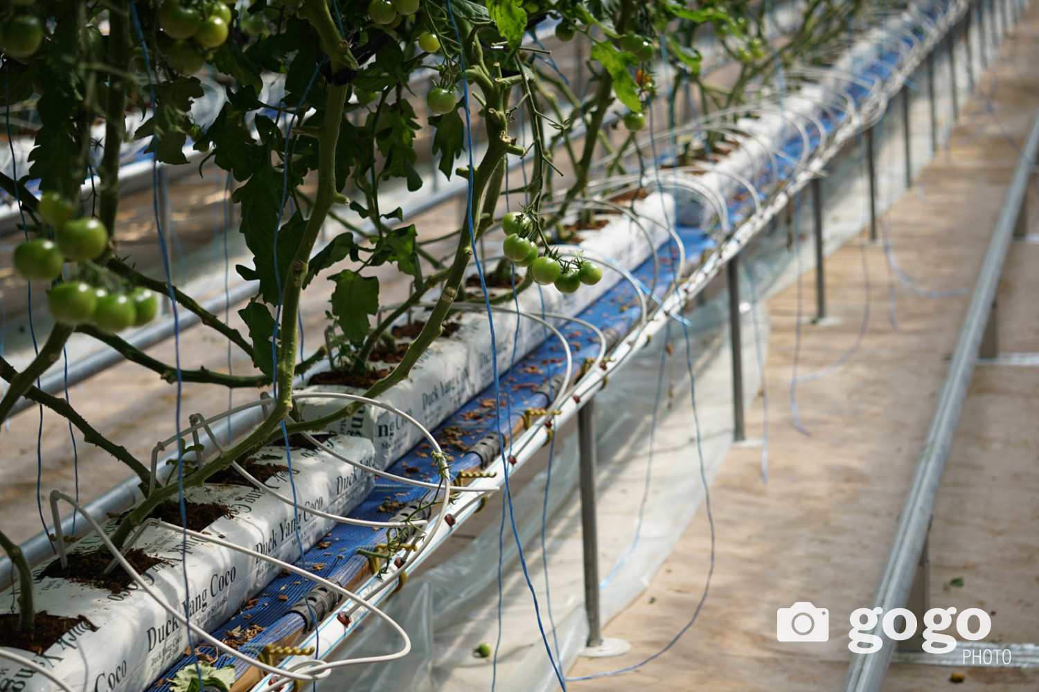 ФОТО: Нарны хавтангаар ажилладаг ухаалаг хүлэмж