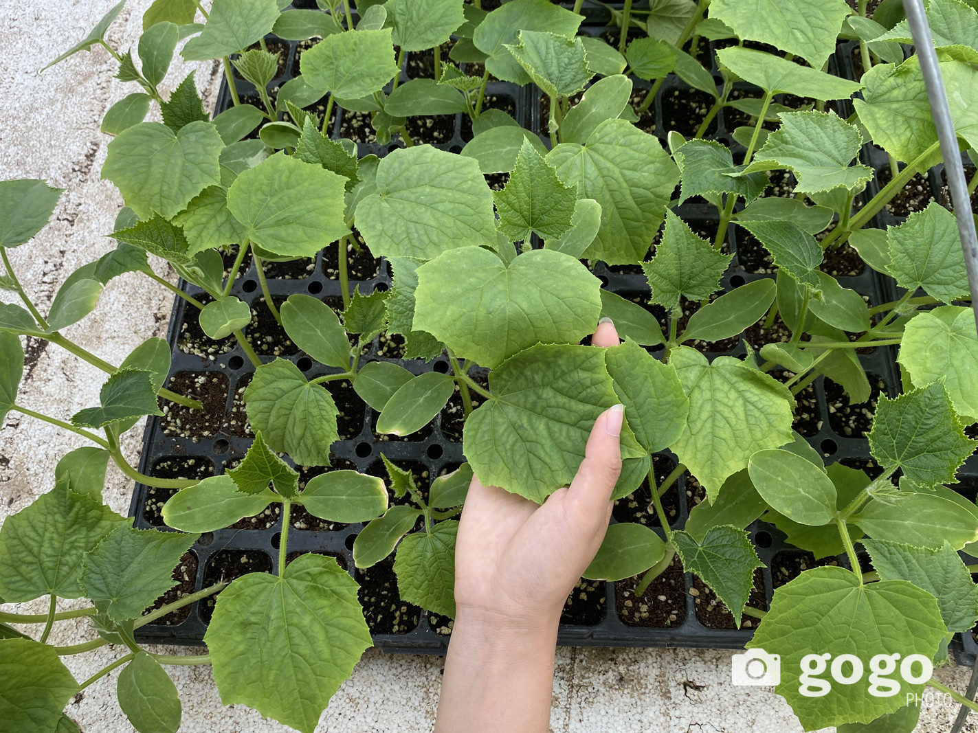 Хүйтний улиралд гүзээлзгэнэ, чинжүү, улаан лооль тариалдаг хүлэмжтэй ...