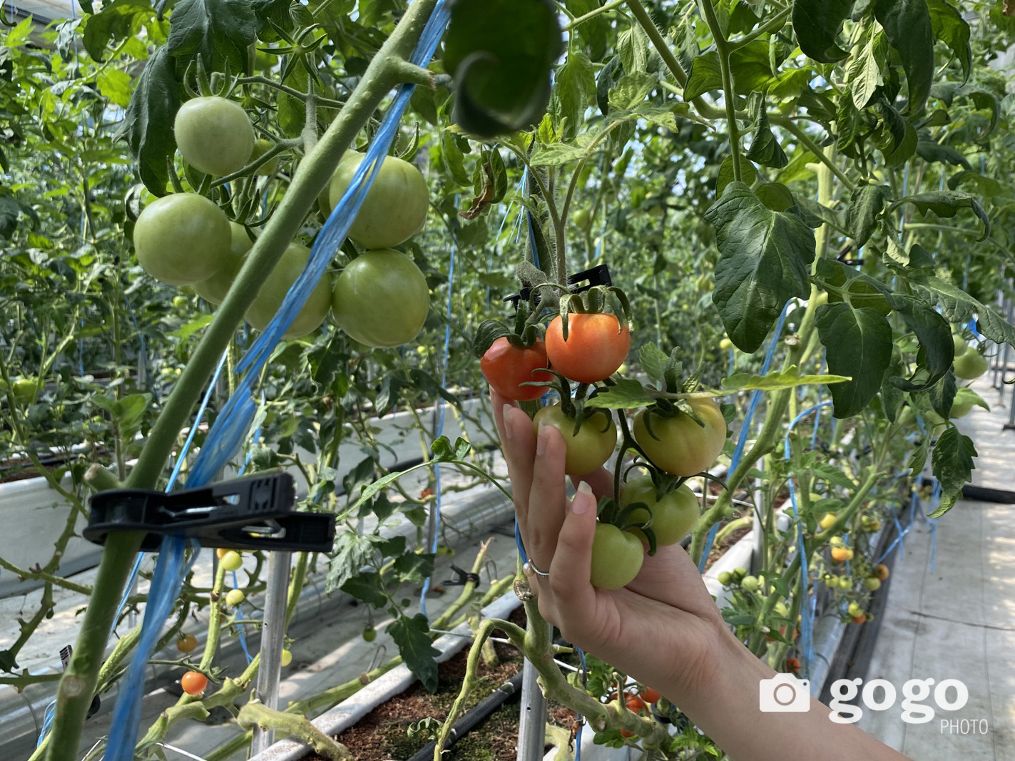 Хүйтний улиралд гүзээлзгэнэ, чинжүү, улаан лооль тариалдаг хүлэмжтэй ...