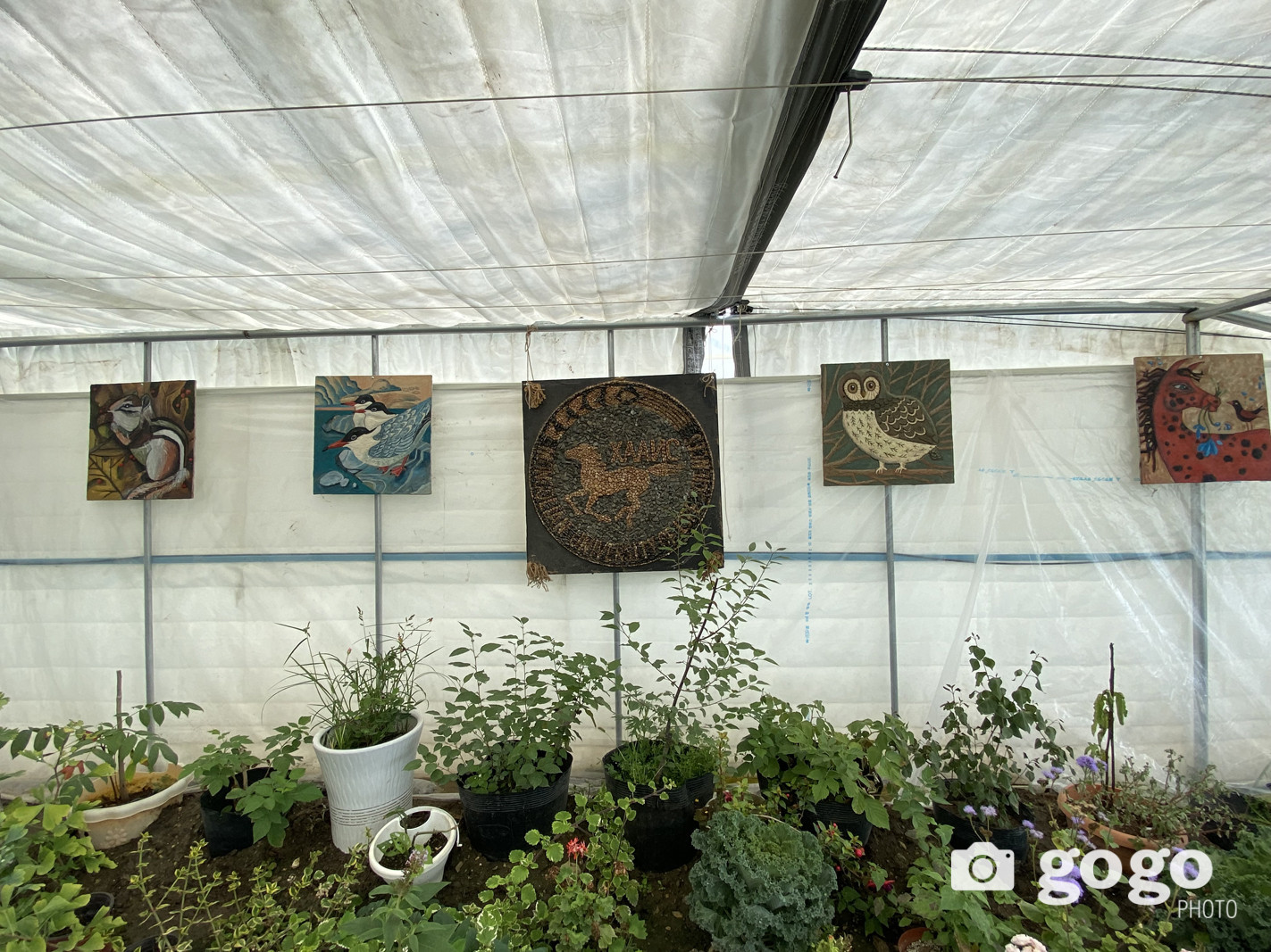 Хүйтний улиралд гүзээлзгэнэ, чинжүү, улаан лооль тариалдаг хүлэмжтэй ...