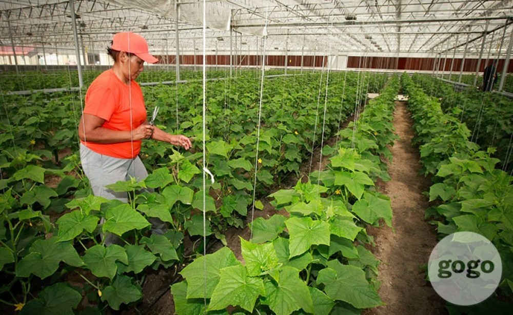 Хүлэмжийн аж ахуй цэцэглэх цагаар