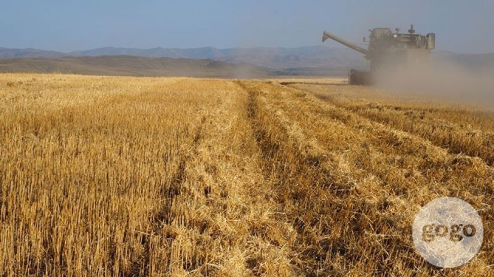 60-65% of total crop area is expected to be harvested