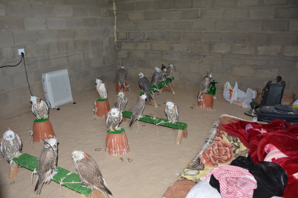 "Тэд Монголоос барьсан шонхроо цааш нь хэдээр худалддагаа хэлдэггүй"