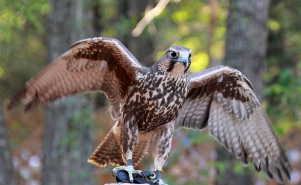 Идлэг шонхорыг гадаадад гаргахыг ХОРИГЛОСОН ШИЙДВЭРИЙГ СУНГАЛАА