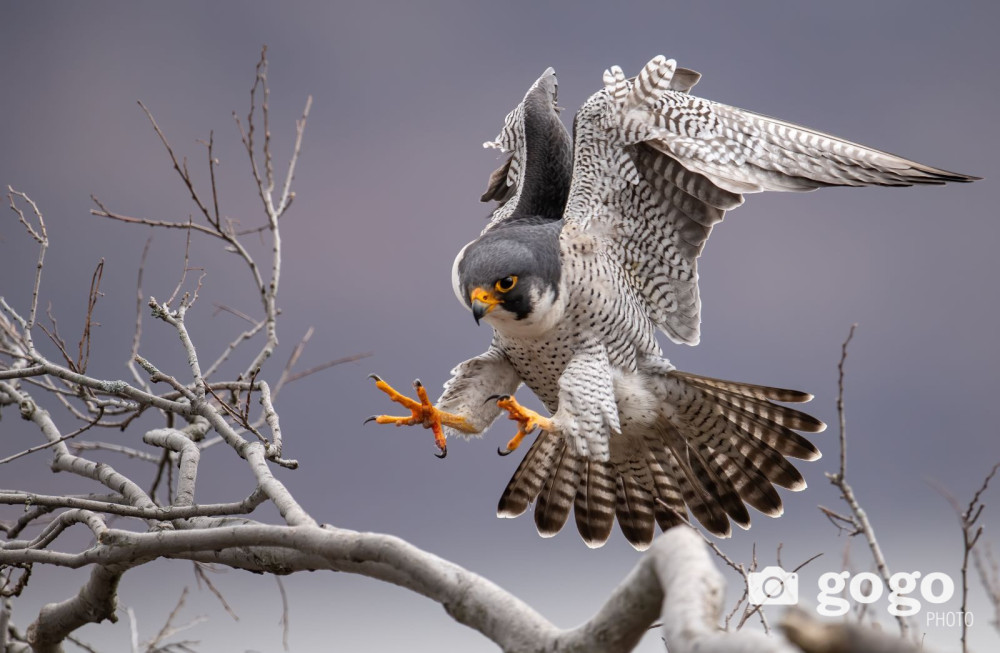 Эмэгтэйчүүдийн баяраар шонхор шувууны шоу тоглолт болно