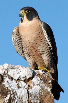 Гадаадын иргэдэд 200 шувуу, 200 тэх агнах эрхийг өгнө