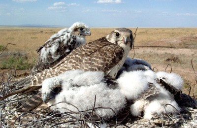 Зэвсэгт хүчний жанжин штабын автомашинд их хэмжээний идлэг шонхор ачиж ...