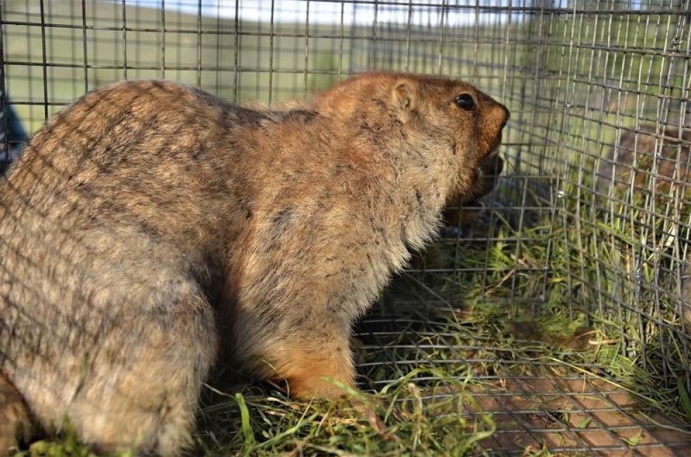 Marmot hunting banned for 3 years